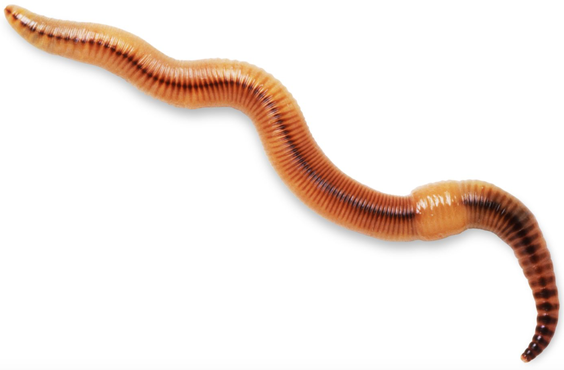 Worms – The Montessori School of Essex