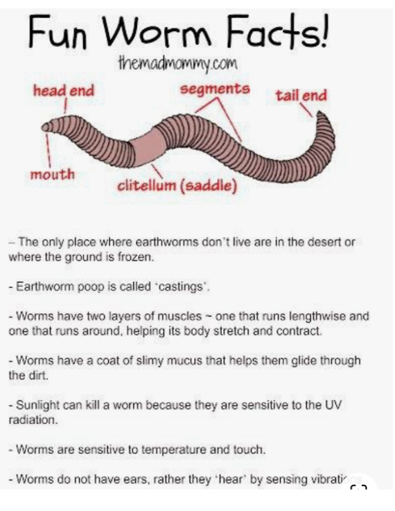 Worms – The Montessori School of Essex